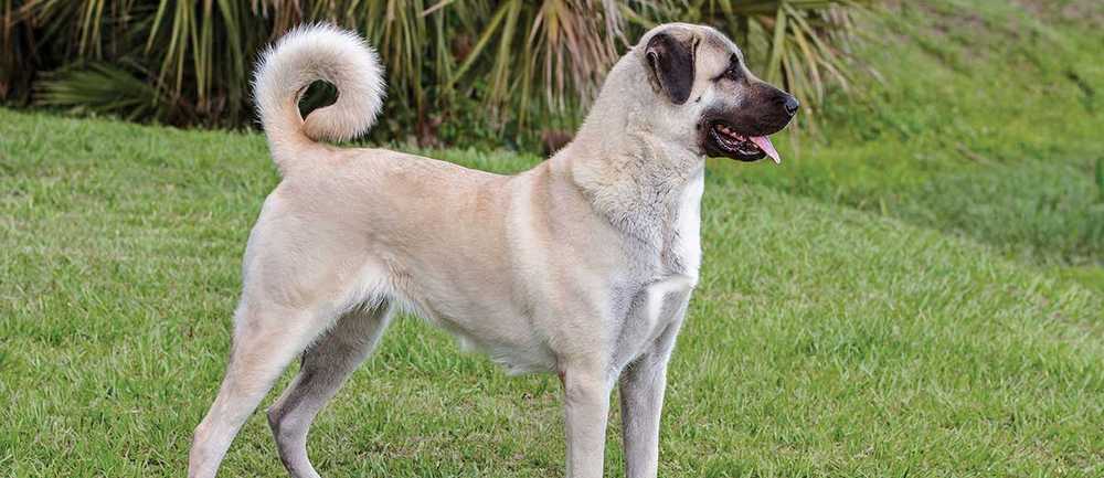Anatolian Shepherd: Traits & Characteristics - Big Dog Essentials