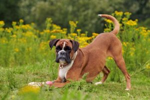 Boxer: Traits & Characteristics - Big Dog Essentials