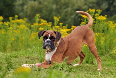 Boxer: Traits & Characteristics - Big Dog Essentials